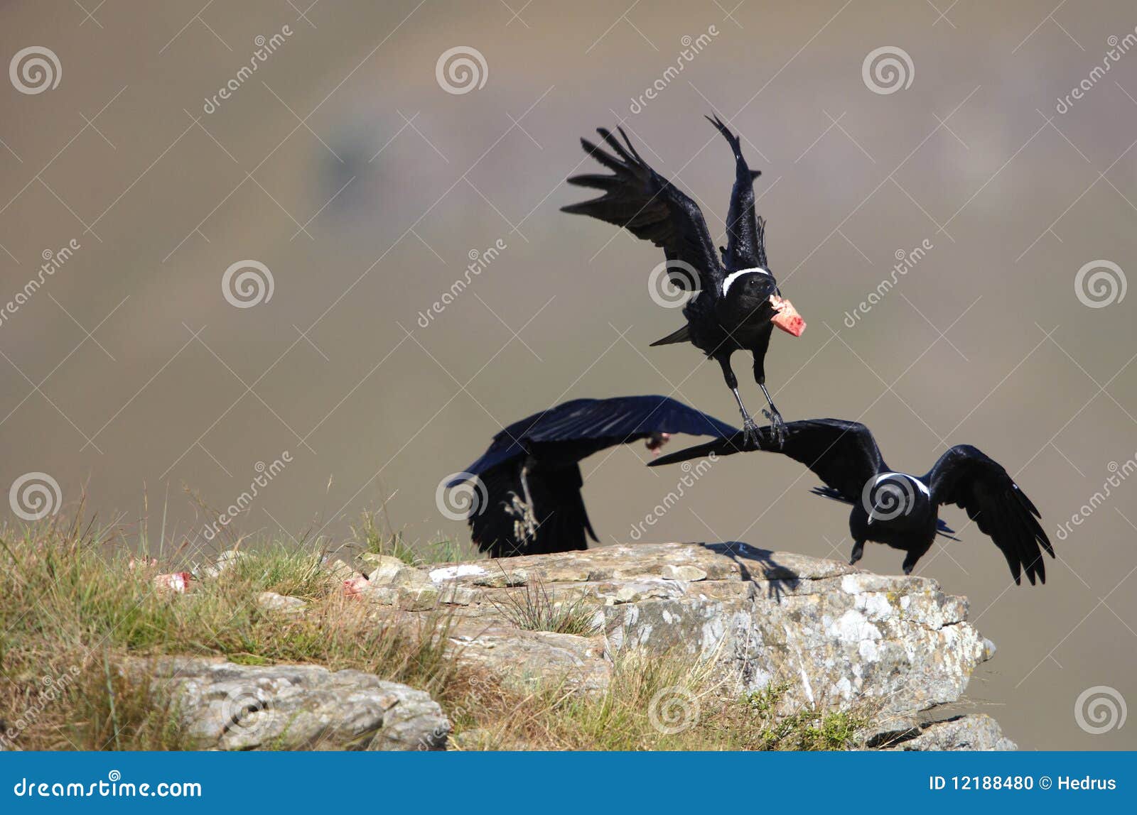 White-necked Ravens stock photo. Image of beak, bird - 12188480