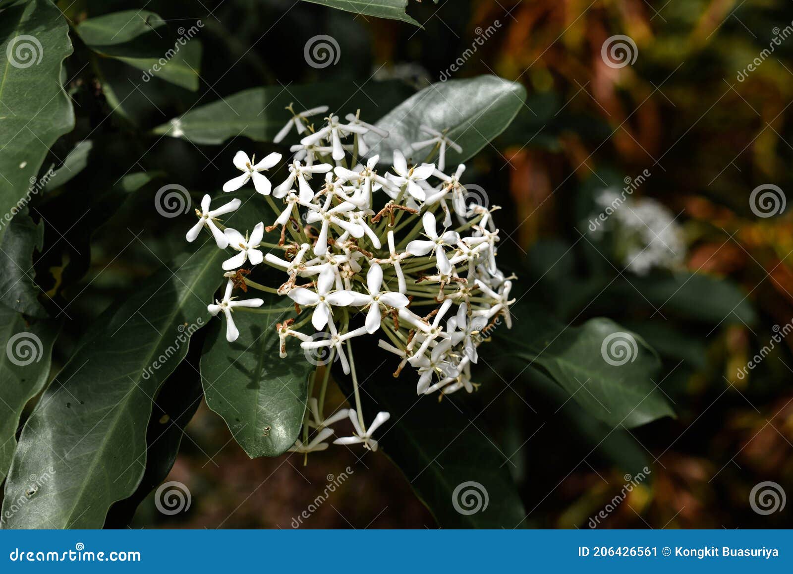 White Needle Flower in the Garden Stock Image - Image of herb, petal ...