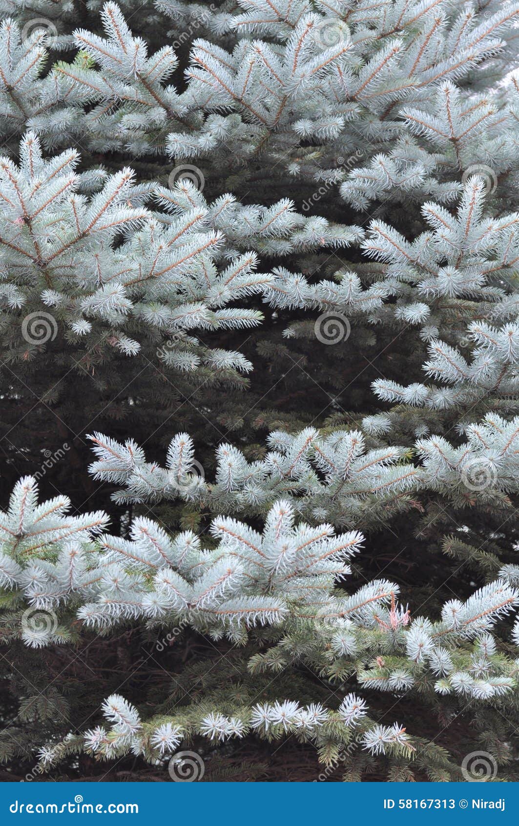 White needle leaf tree stock image. Image of nature, scene - 58167313
