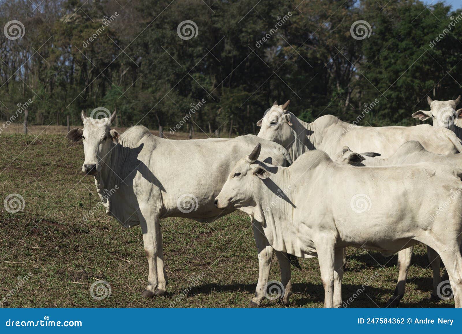 White nelore cow on farm stock photo. Image of meadow - 247584362