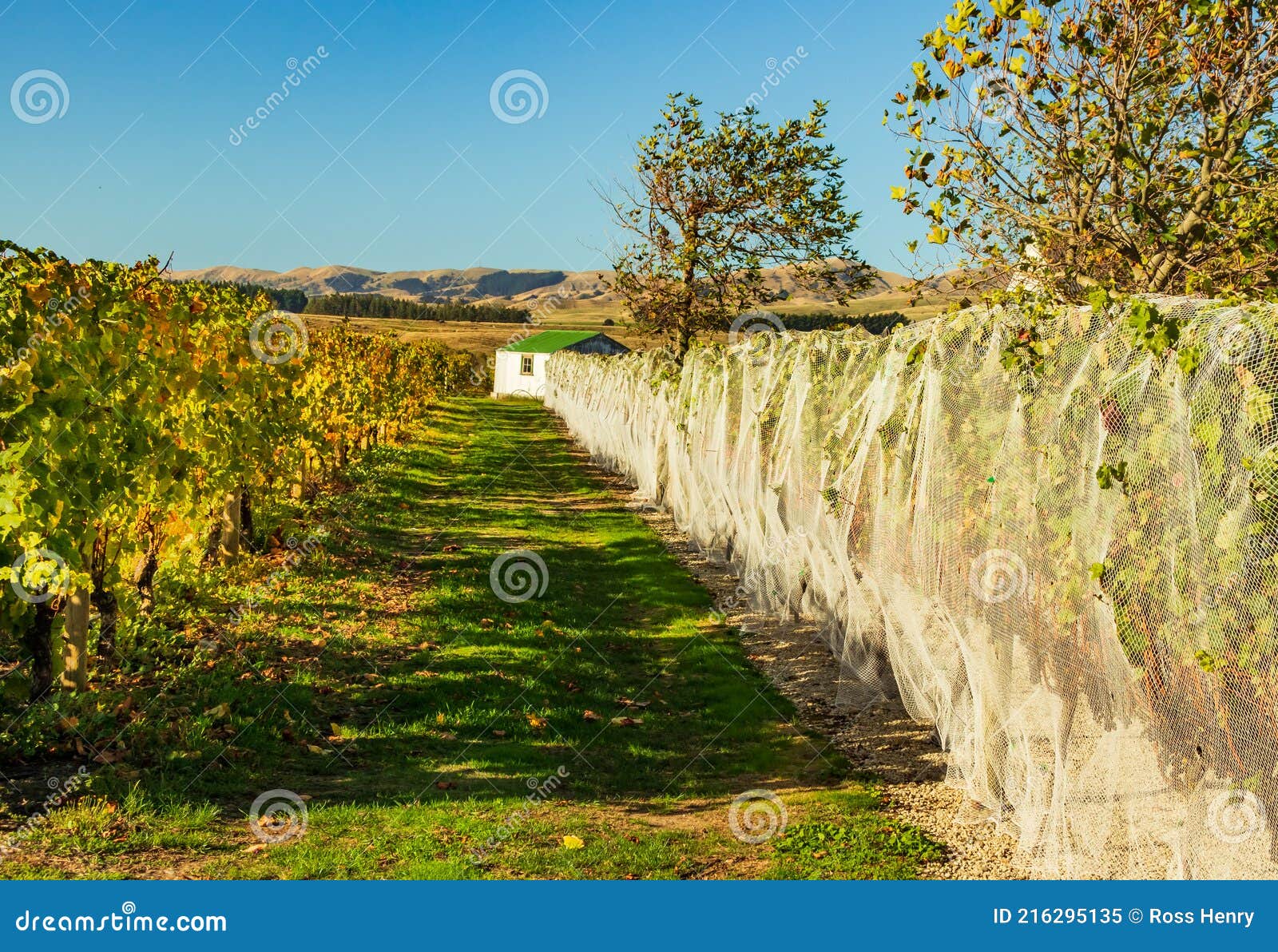 White Netted Grapevines stock image. Image of vine, vineyard - 216295135