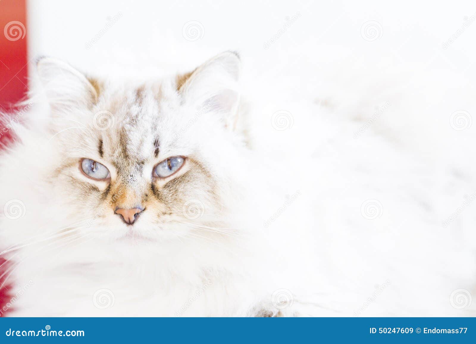 White Neva Masquerade Cat, Long Haired Siberian Breed Stock Image ...