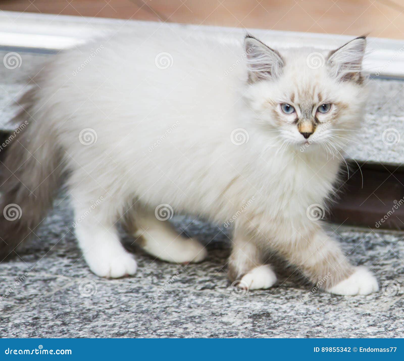 White Neva Masquerade Kitten in the Garden, Siberian Breed of Ca Stock ...