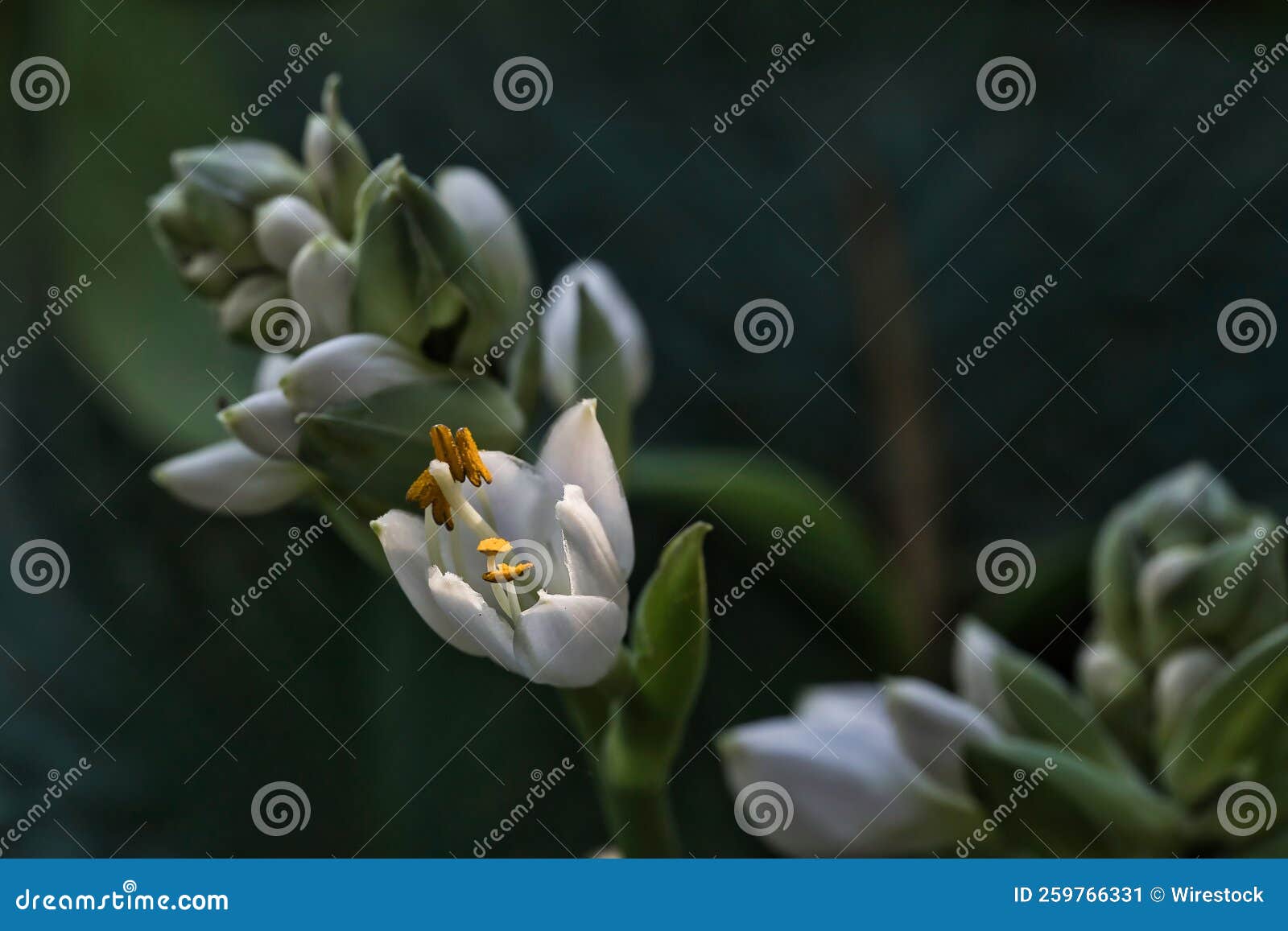 White, New Flowering Agave Amica in the Garden Stock Image - Image of ...