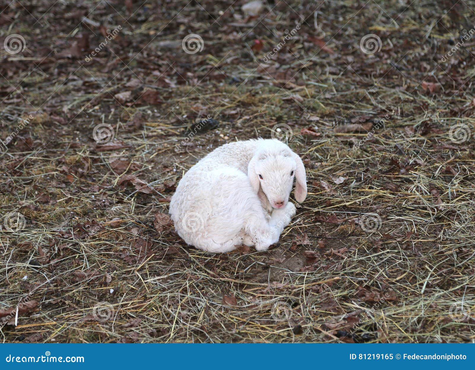 White Newborn Lamb Isolated on the Lawn Stock Image - Image of lonely ...
