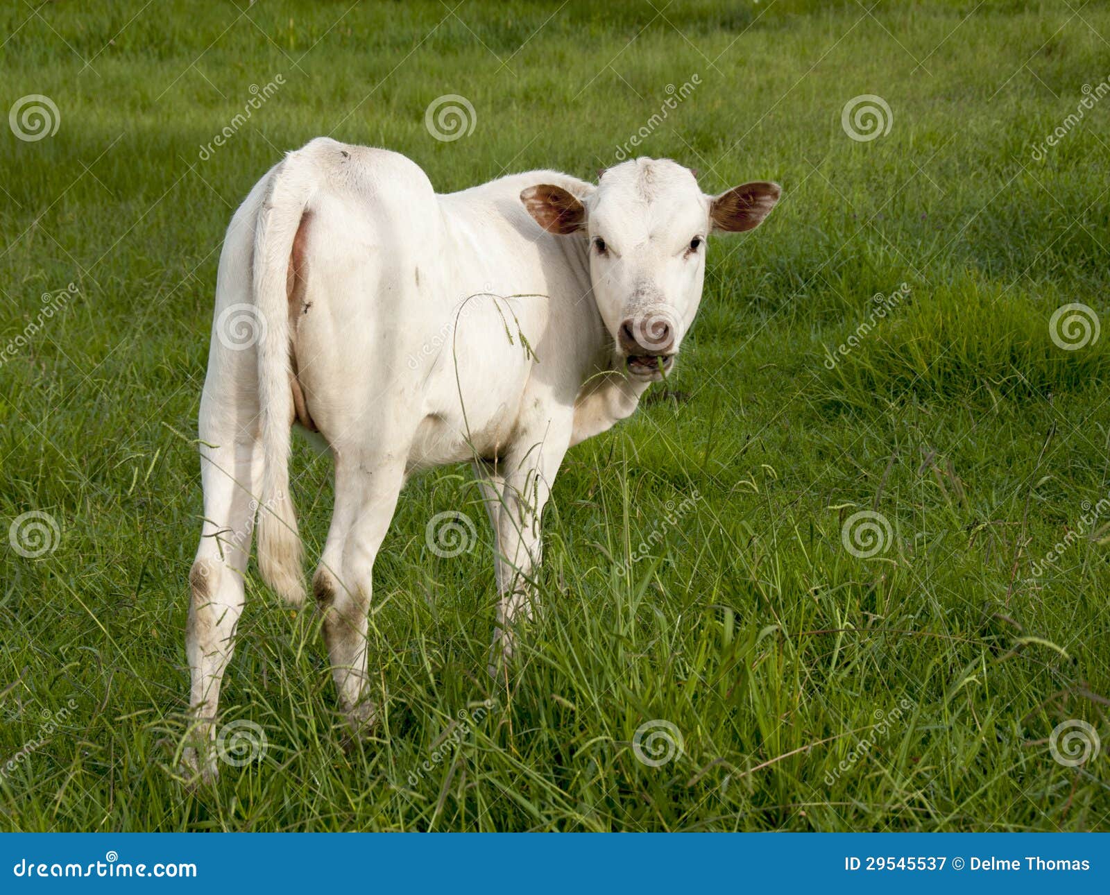 White Nguni Calf Looking Back at You Stock Image - Image of bull, nguni ...