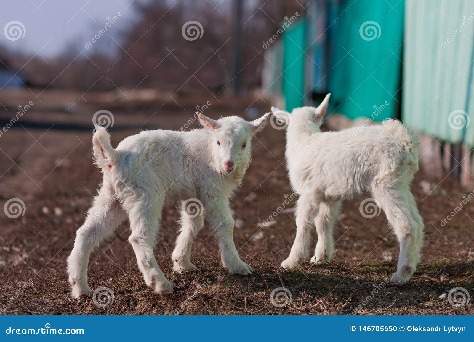 White Nice Little Goatlings Exploring the World Stock Photo - Image of ...