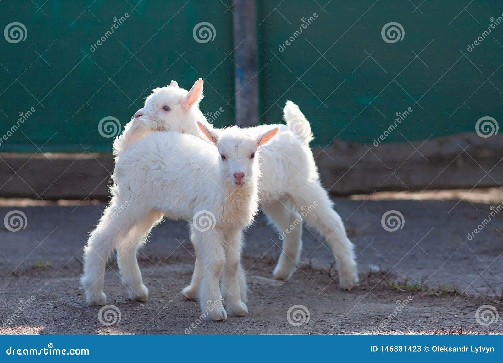 White Nice Little Goatlings Exploring the World Stock Image - Image of ...