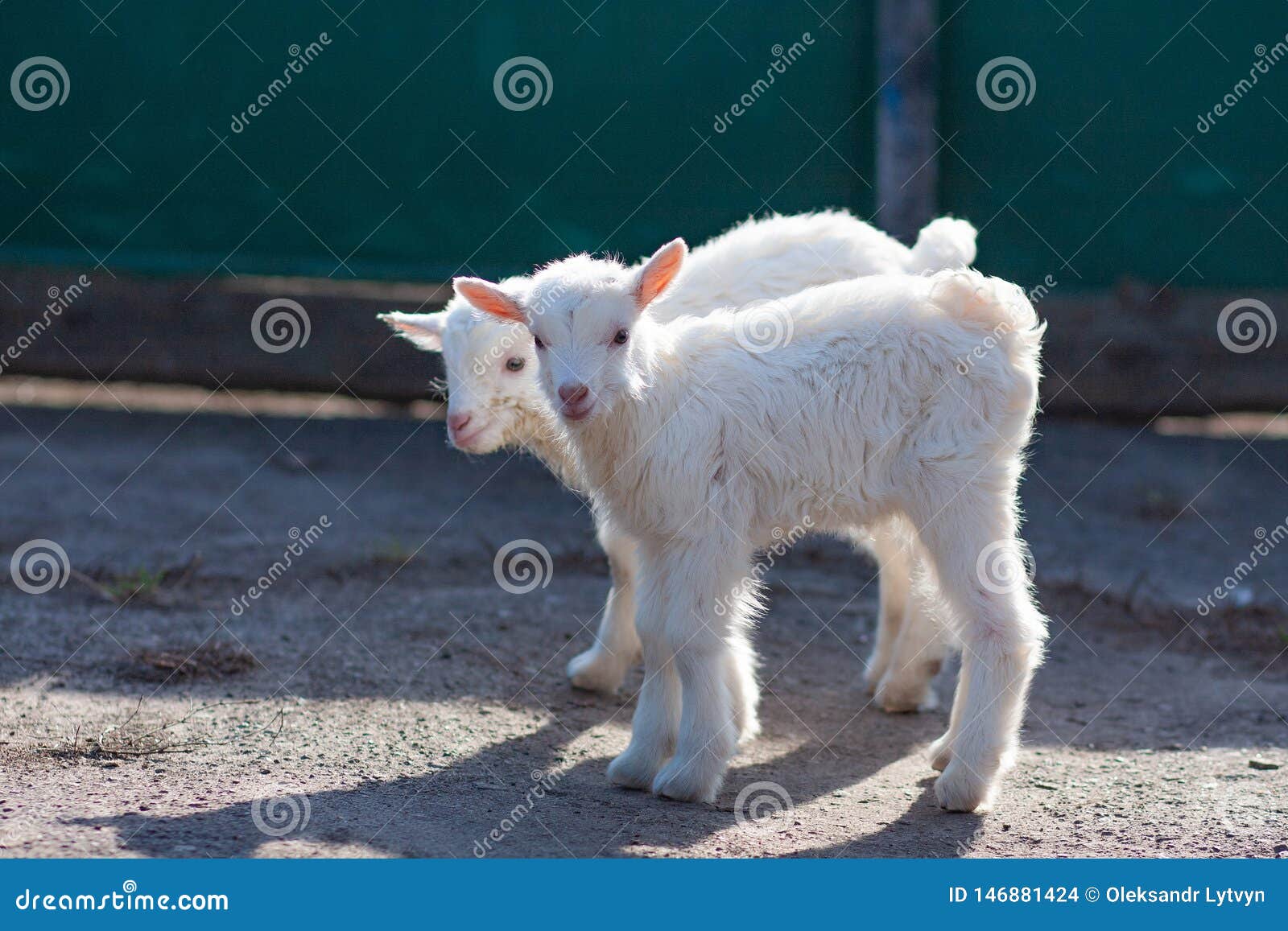 White Nice Little Goatlings Exploring the World Stock Photo - Image of ...