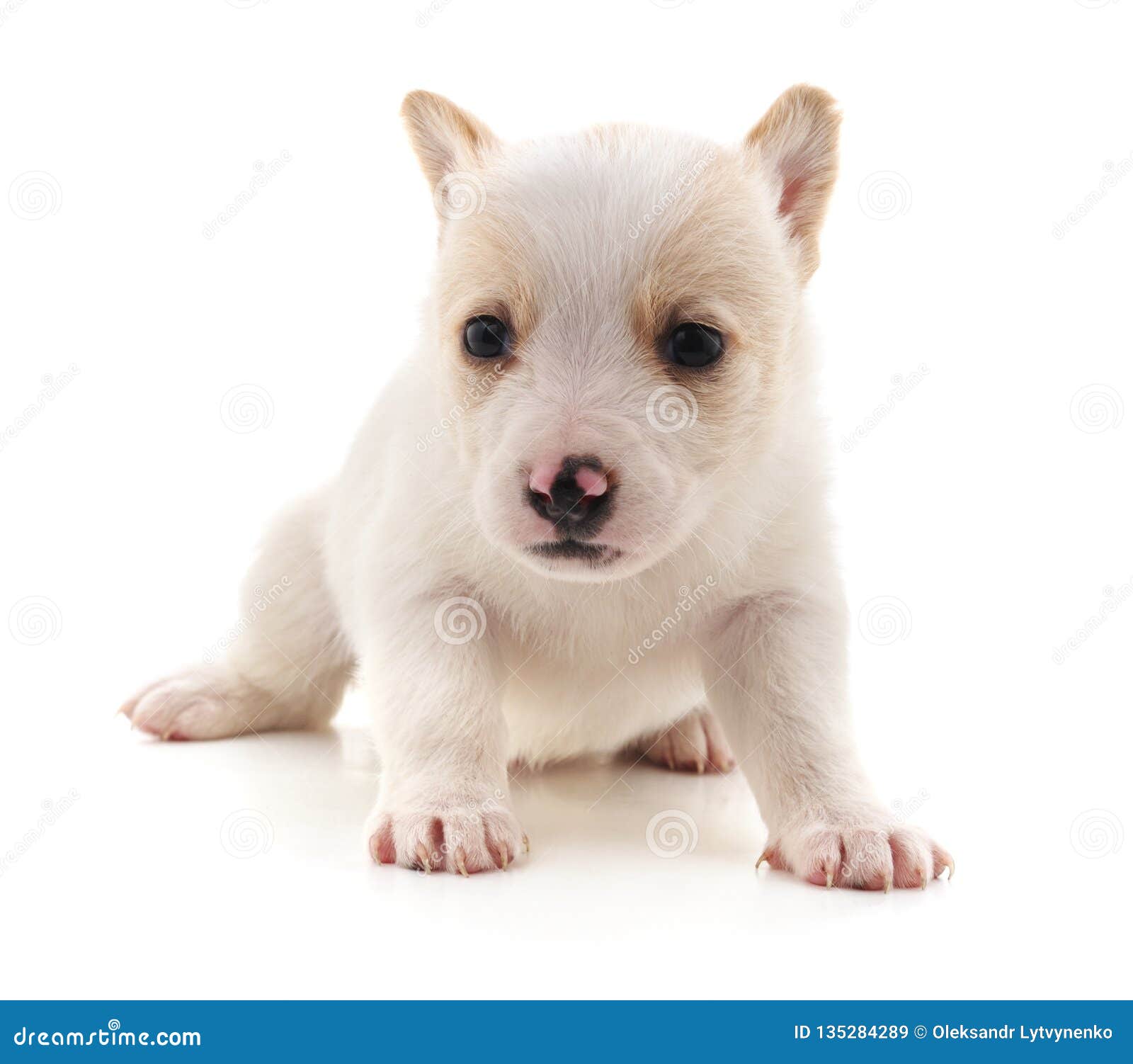 White nice puppy stock image. Image of nature, domestic - 135284289