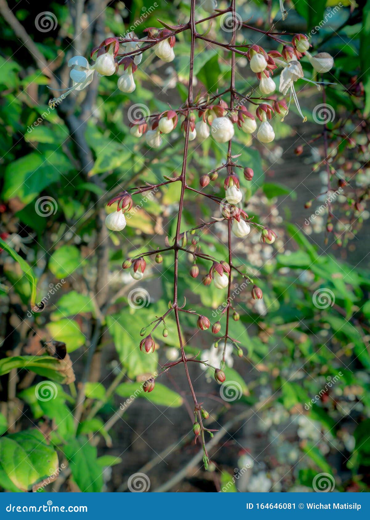 White Nodding-Clerodendron Flower Buds Hanging Stock Image - Image of ...