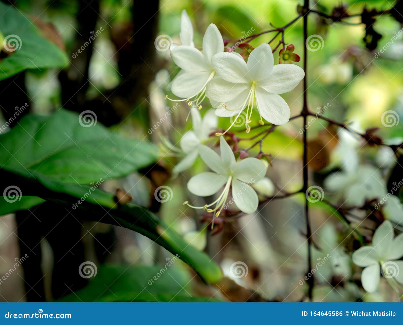 White Nodding-Clerodendron Flowers Hanging Stock Photo - Image of ...