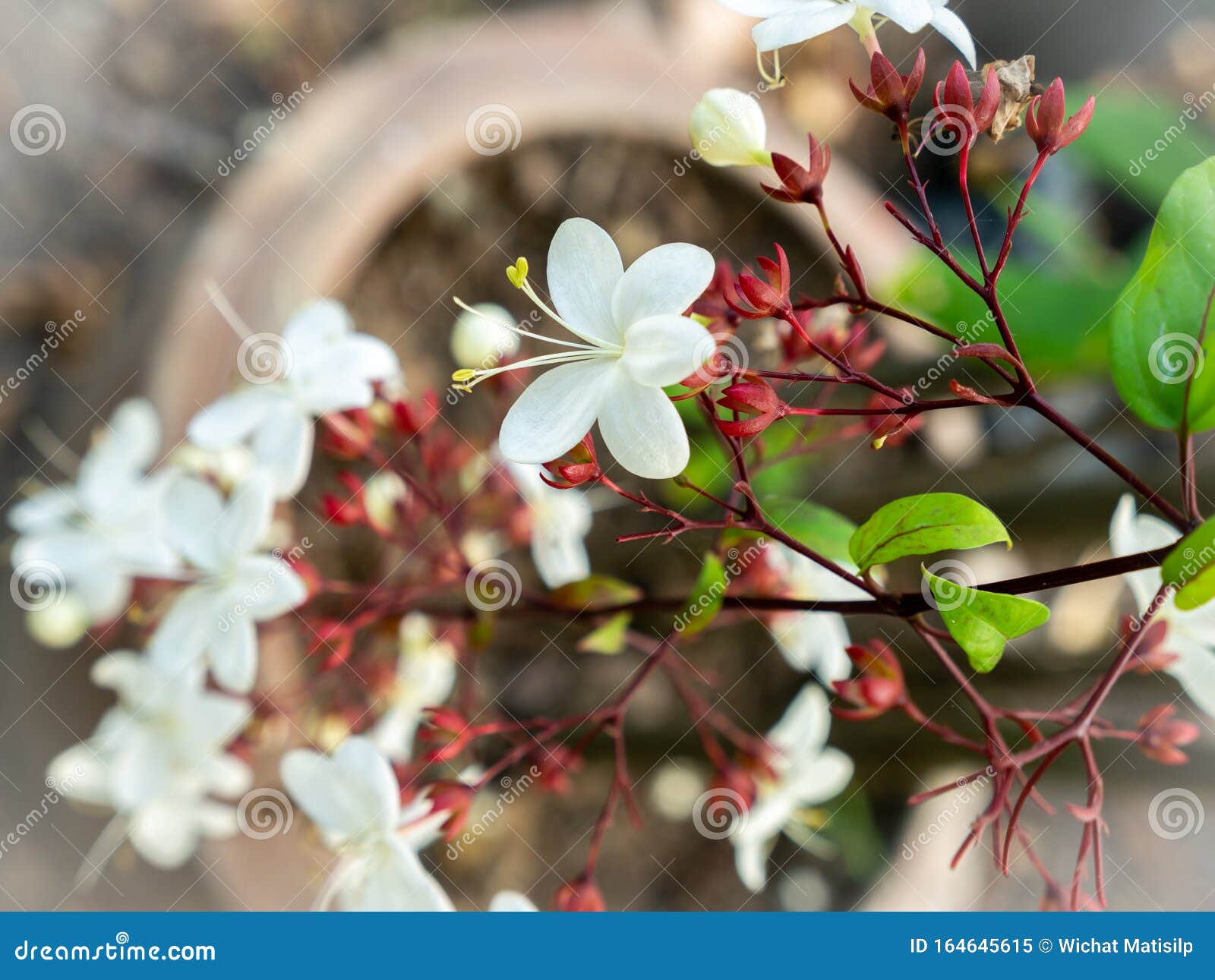 White Nodding-Clerodendron Flowers Hanging Stock Image - Image of ...