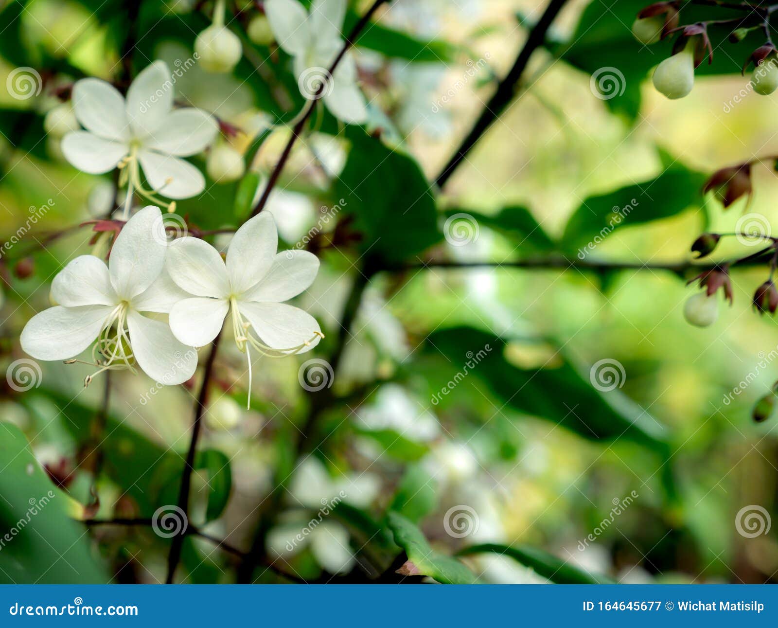 White Nodding-Clerodendron Flowers Hanging Stock Image - Image of ...