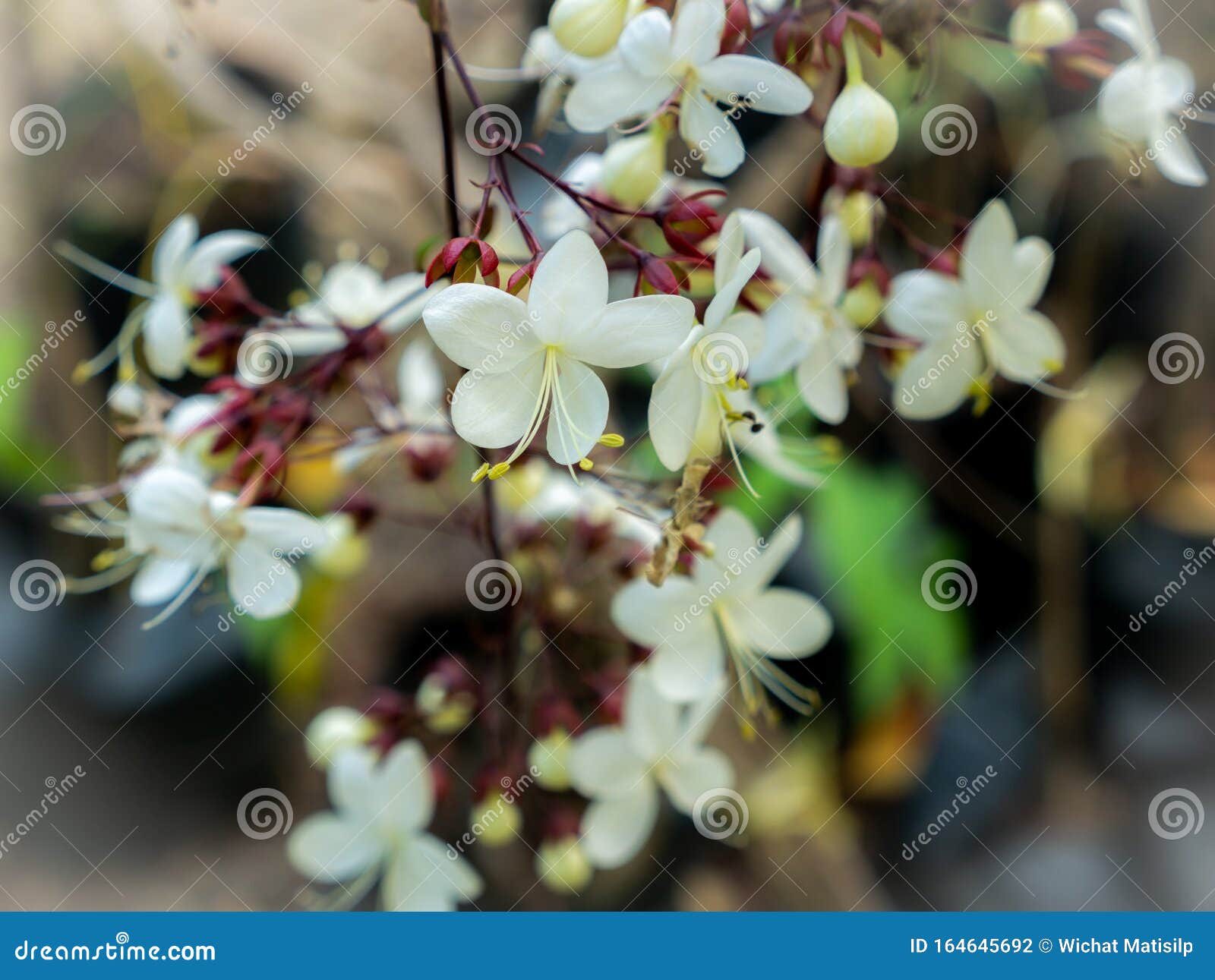 White Nodding-Clerodendron Flowers Hanging Stock Photo - Image of ...