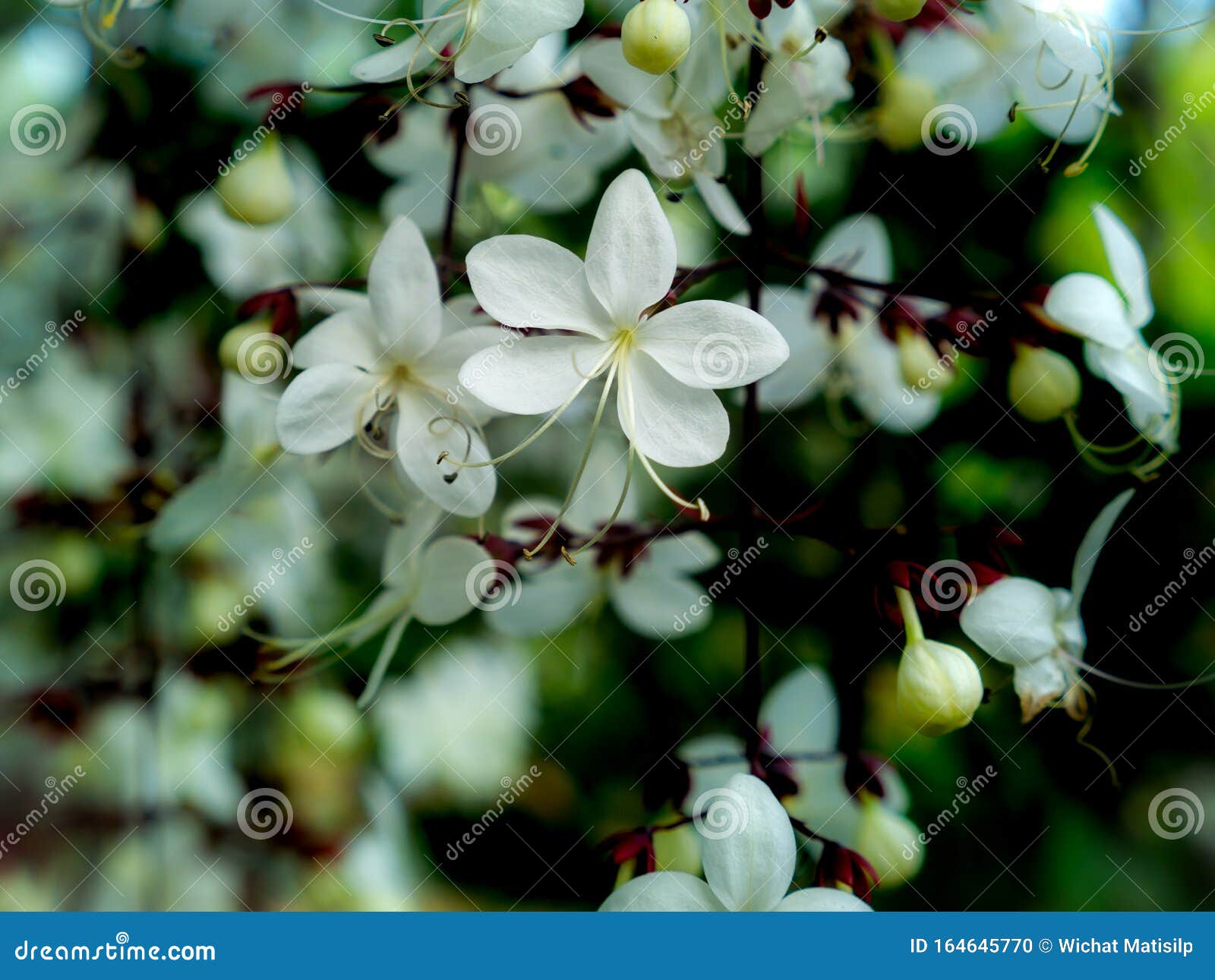 White Nodding-Clerodendron Flowers Hanging Stock Photo - Image of flora ...