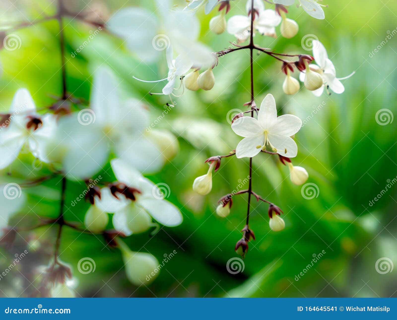 White Nodding-Clerodendron Flowers Suspending Stock Image - Image of ...