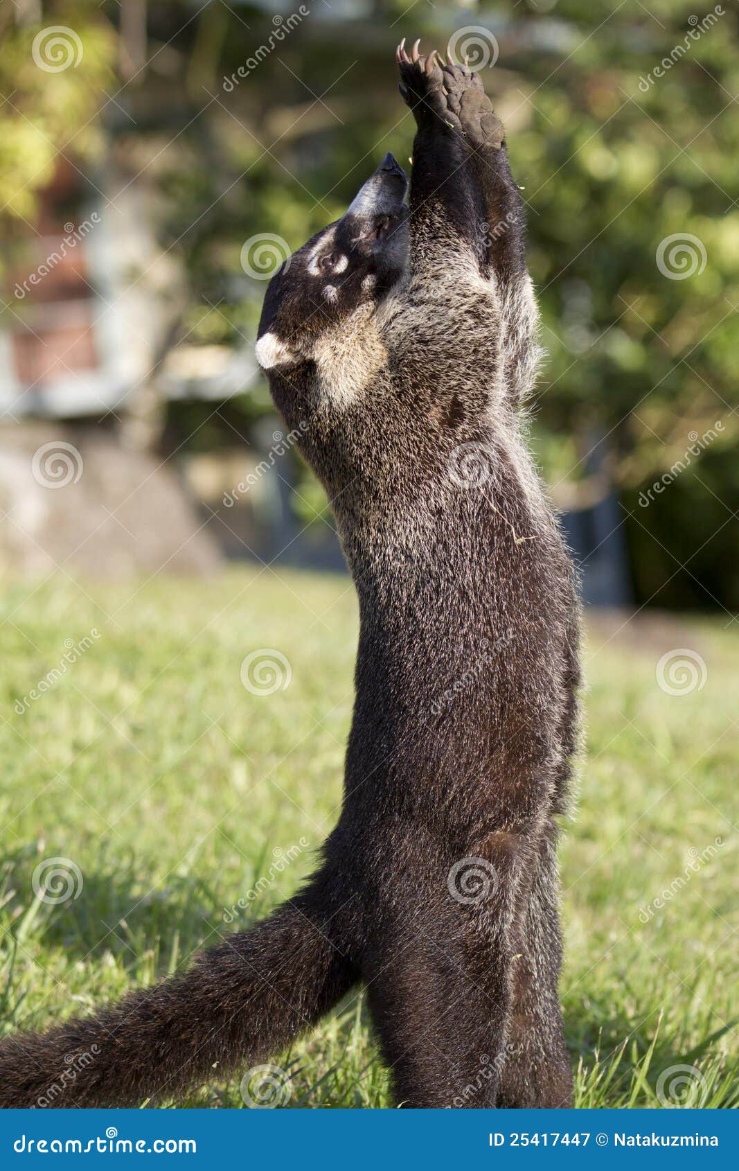 White-nosed coati stock image. Image of forest, gatosolo - 25417447