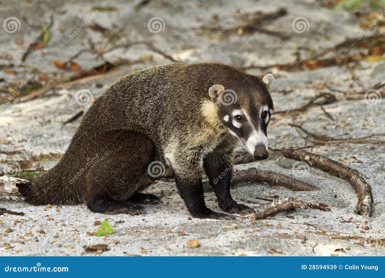 White-Nosed Coati on Costa Rican Beach Stock Image - Image of racoon ...