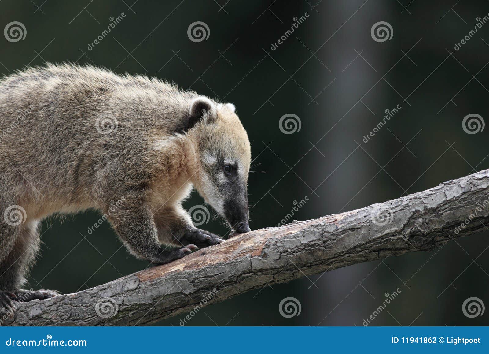 Coati Hog-nosed Coon Most Rare Raccoon Royalty-Free Stock Image ...