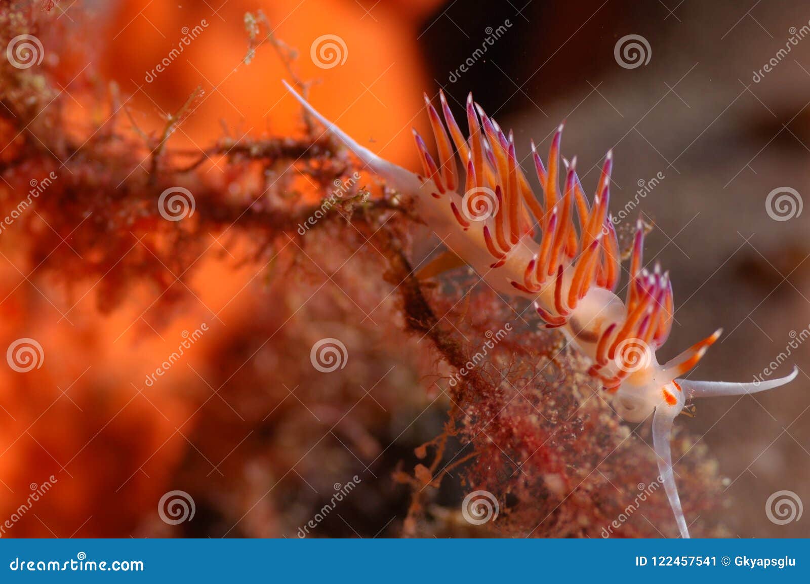 White Nudibranch Sea Rabbit Stock Image - Image of backround ...