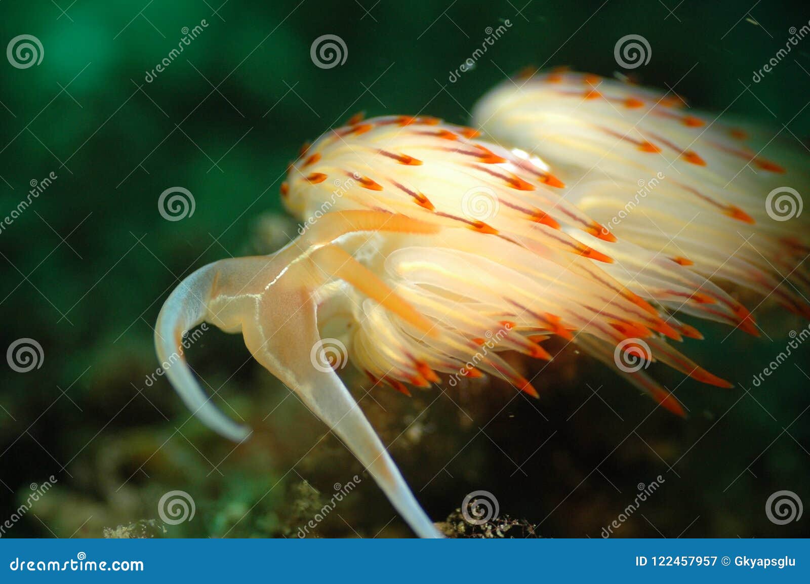 White Nudibranch Sea Rabbit Stock Image - Image of rythm, wildlife ...