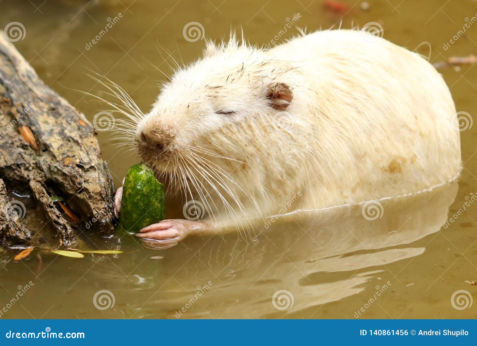 White Nutria Eats Vegetables. Breeding Nutrias On The Farm_ Royalty ...