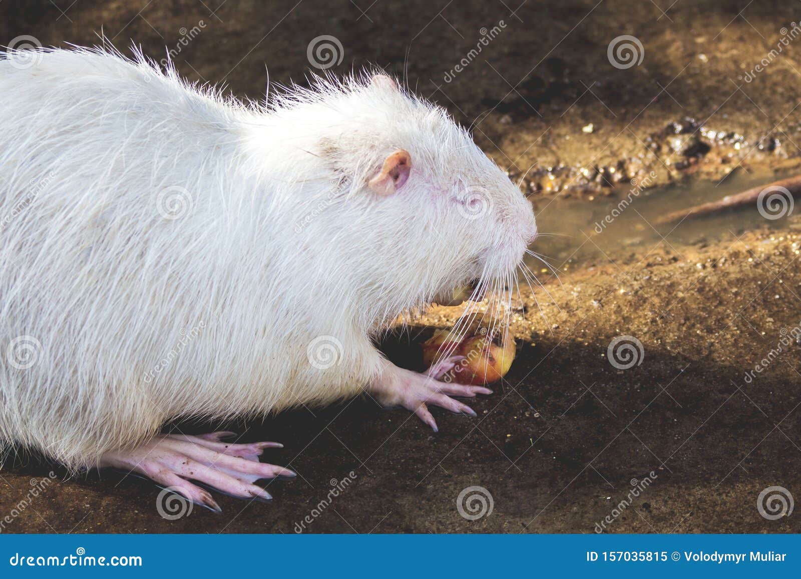 White Nutria Eats Vegetables. Breeding Nutrias on the Farm_ Stock Image ...