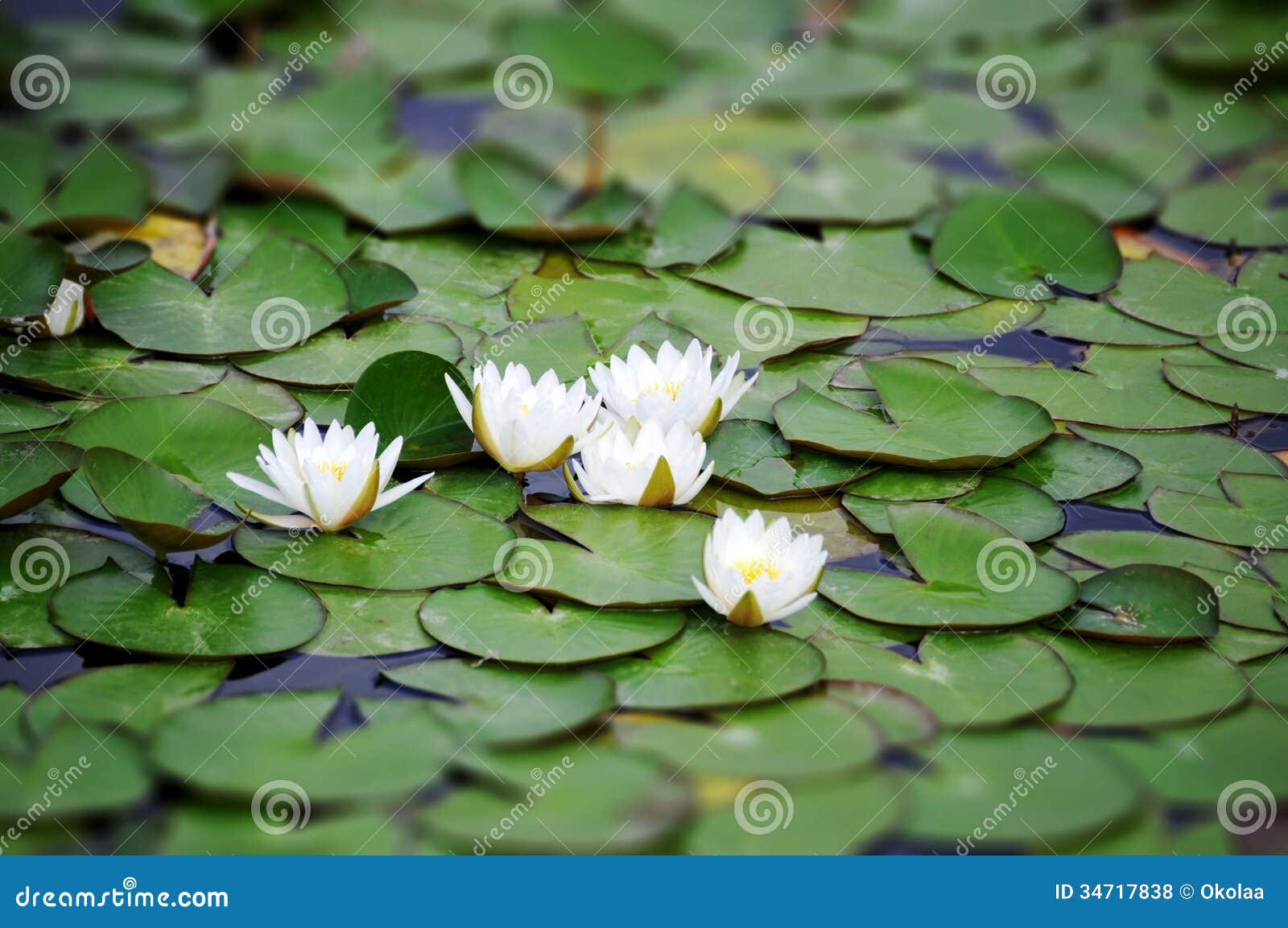 White Nymphaea Alba Royalty-Free Stock Image | CartoonDealer.com #34717822