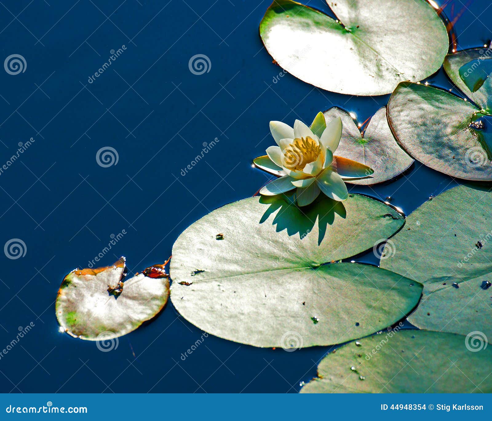 White Nymphaea Alba among Leaf Stock Photo - Image of environment, dark ...
