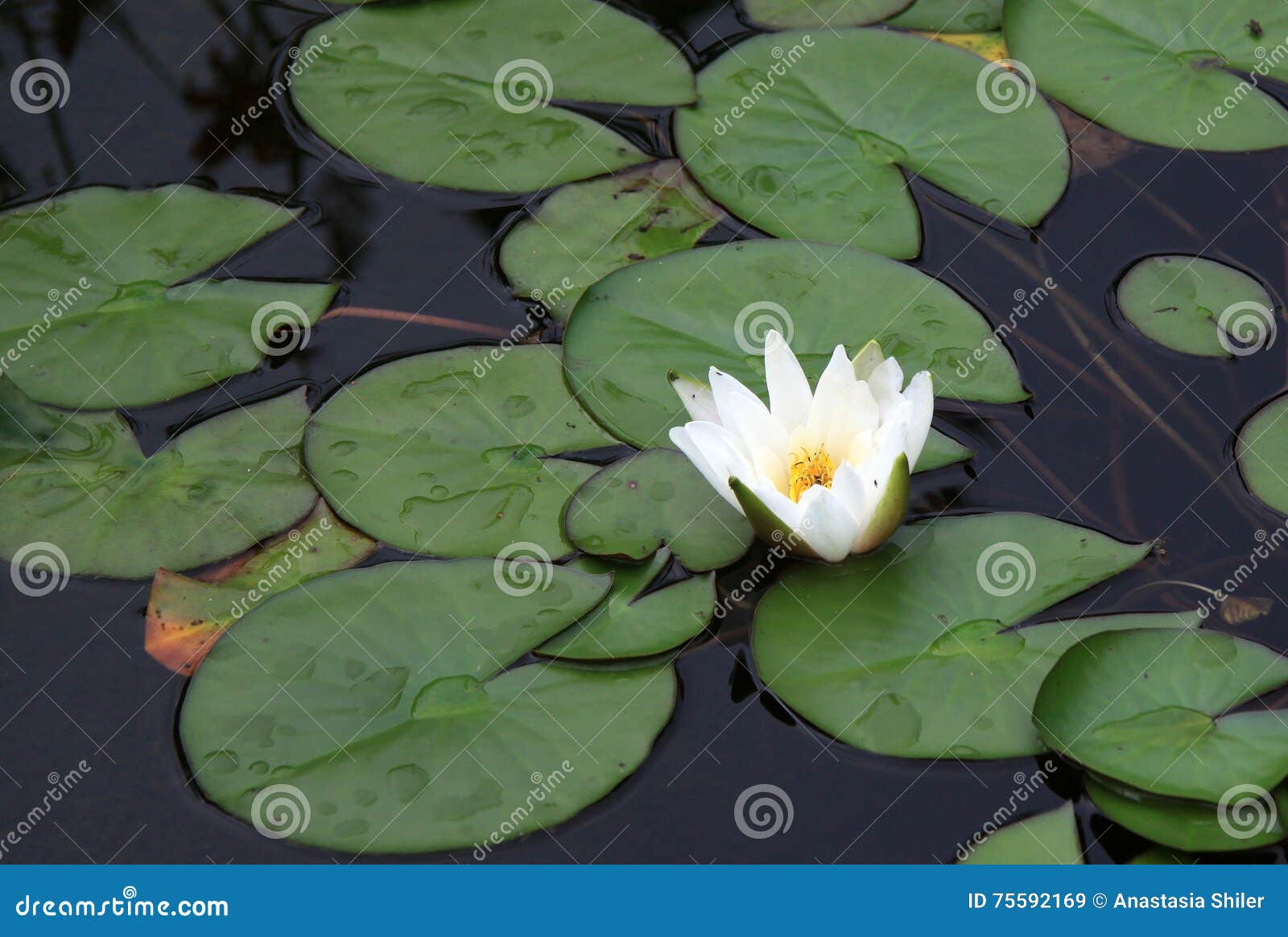 White Nymphaea Alba Royalty-Free Stock Image | CartoonDealer.com #34717822
