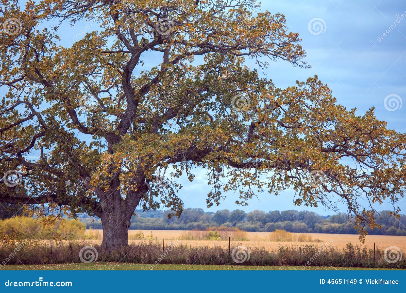 A White Oak in Autumn stock image. Image of frost, season - 45651149