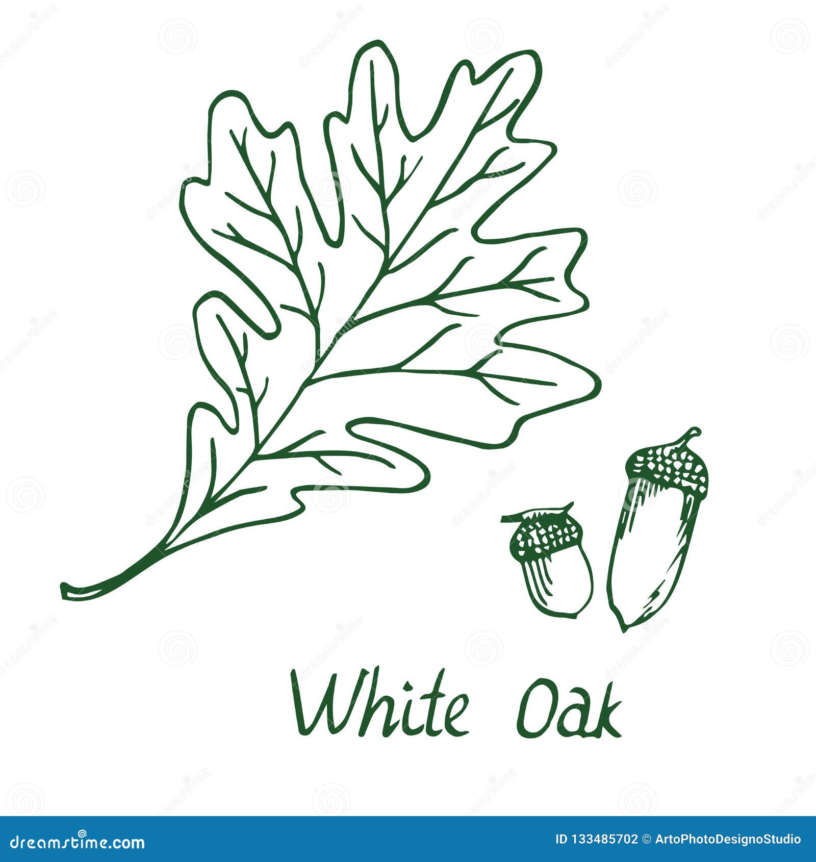 Oak Leaves Drawing