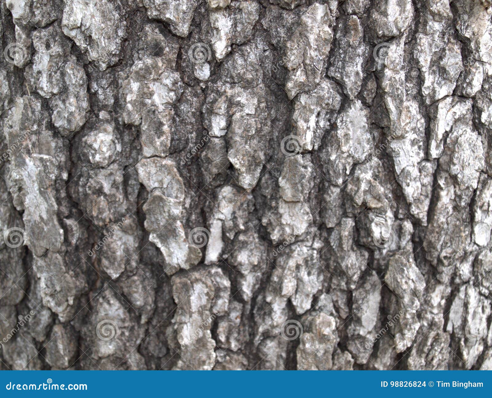 White Oak Tree Bark stock photo. Image of bark, white - 98826824