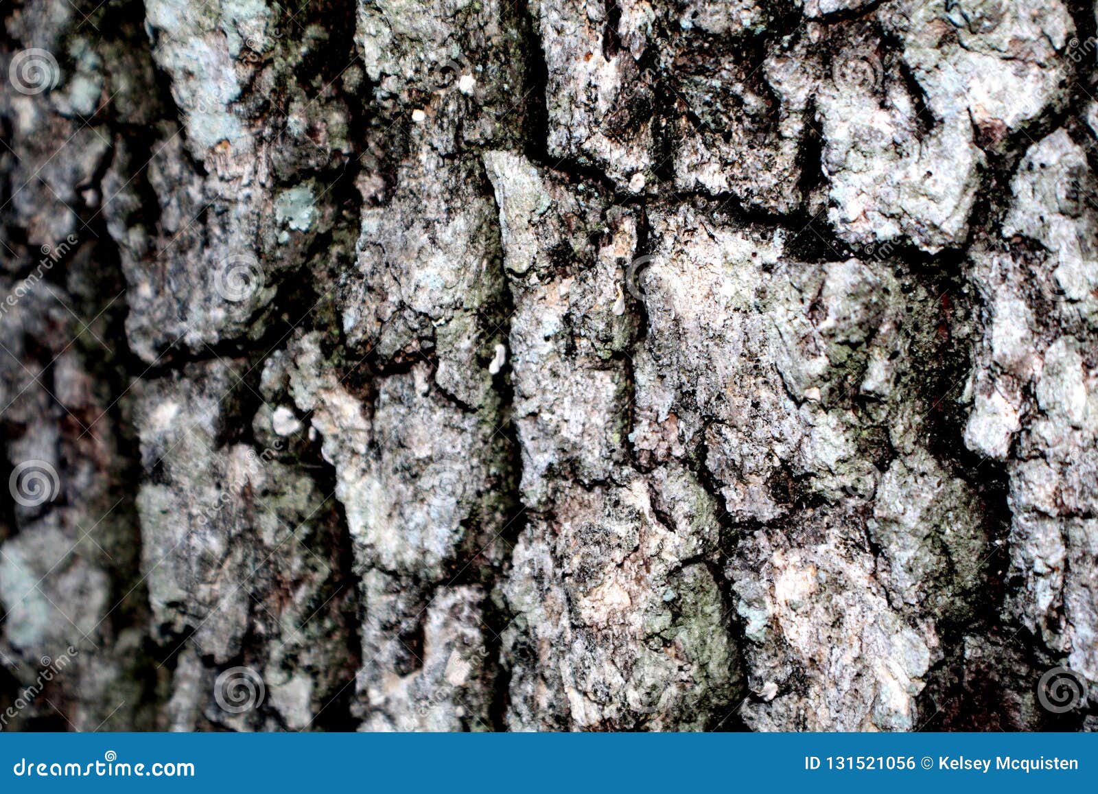 White oak tree texture stock photo. Image of close, texture - 131521056