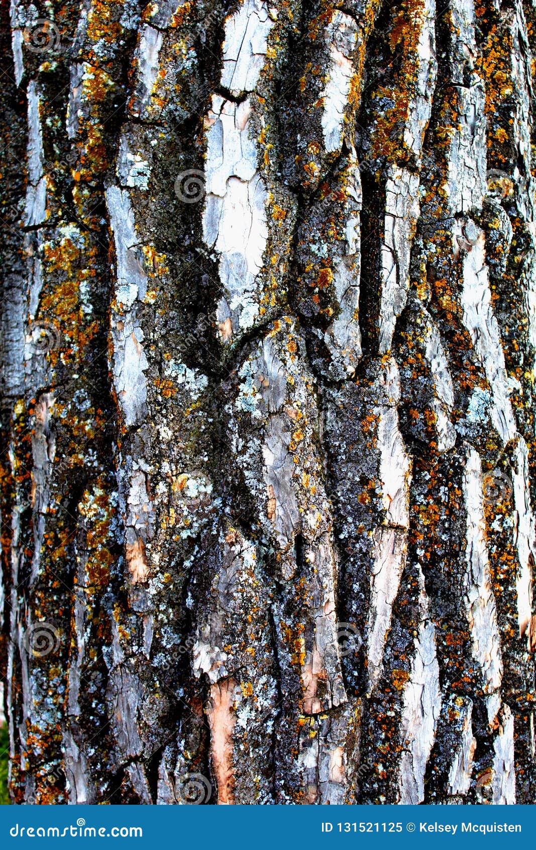 White oak tree texture stock image. Image of white, close - 131521125