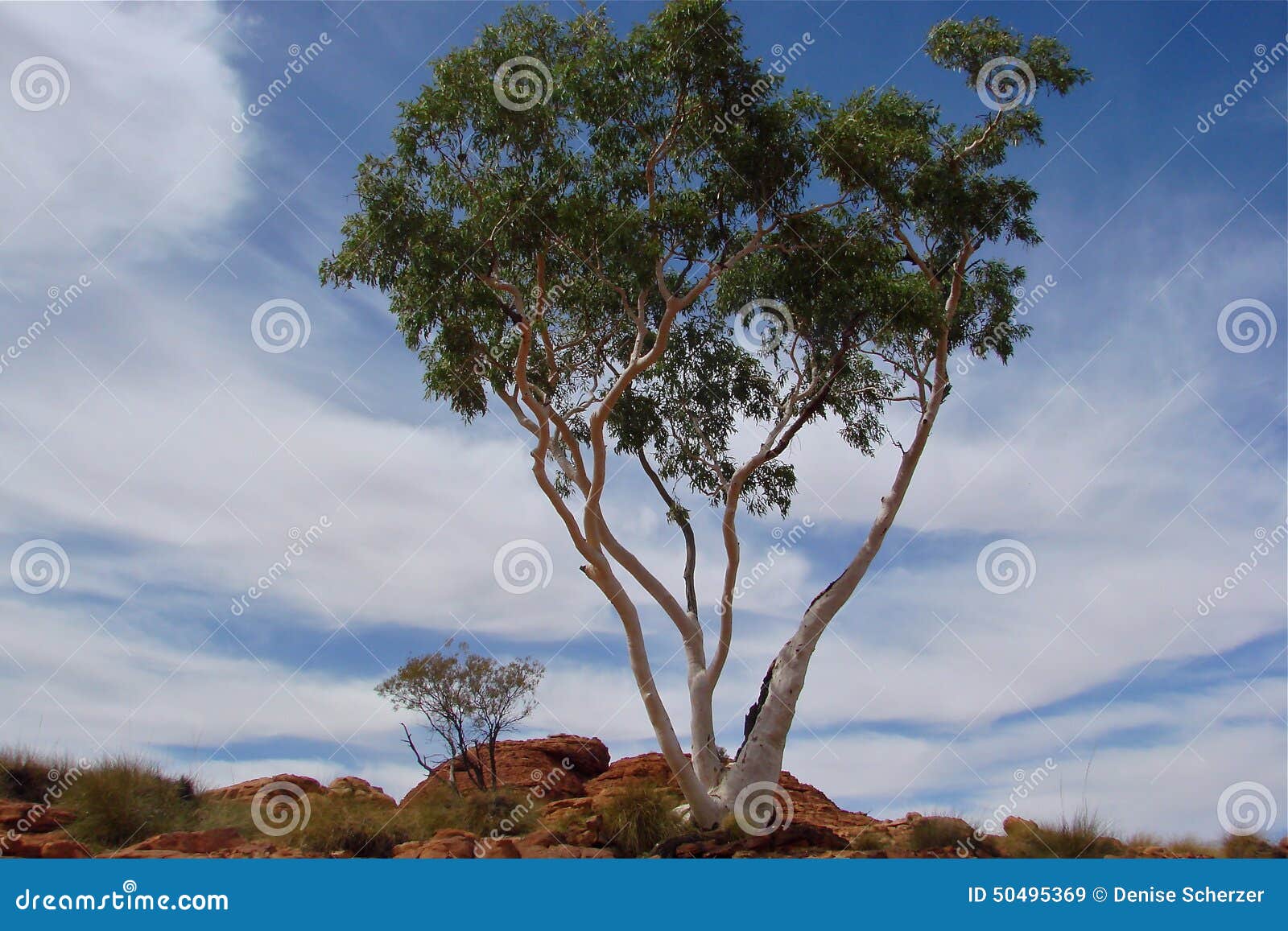 White oak tree stock image. Image of white, rock, geology - 50495369