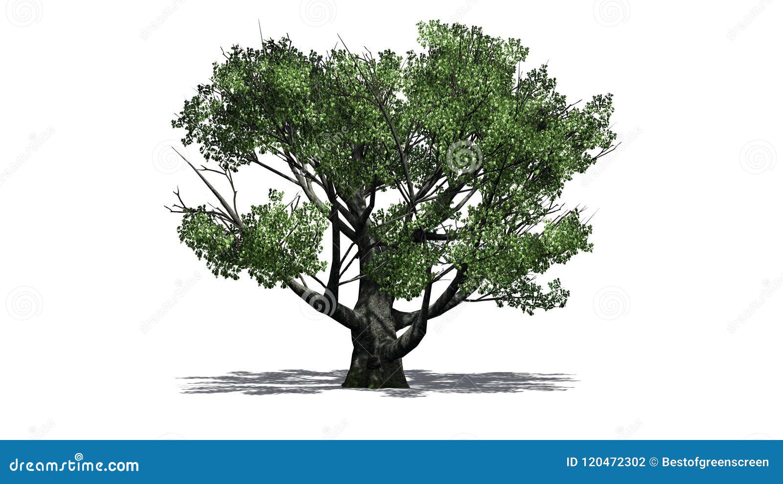 White Oak Tree with Shadow on the Floor Stock Illustration ...