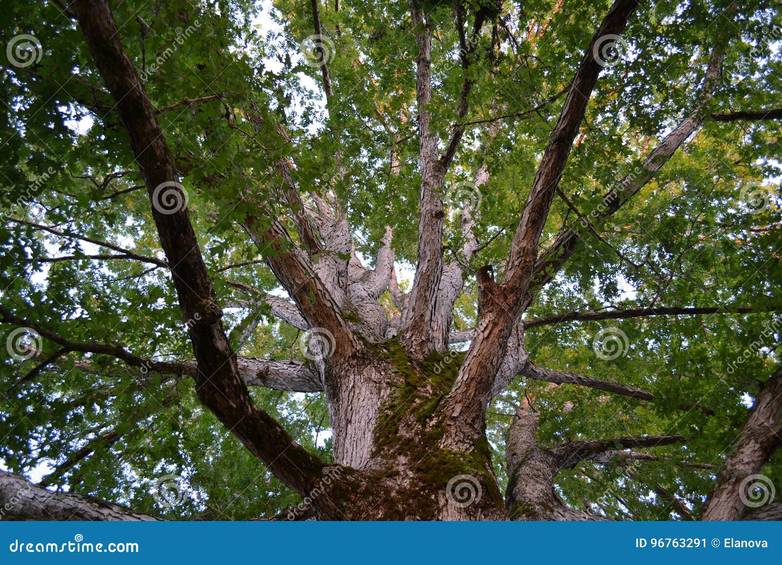 White oak tree stock image. Image of happy, view, tree - 96763291