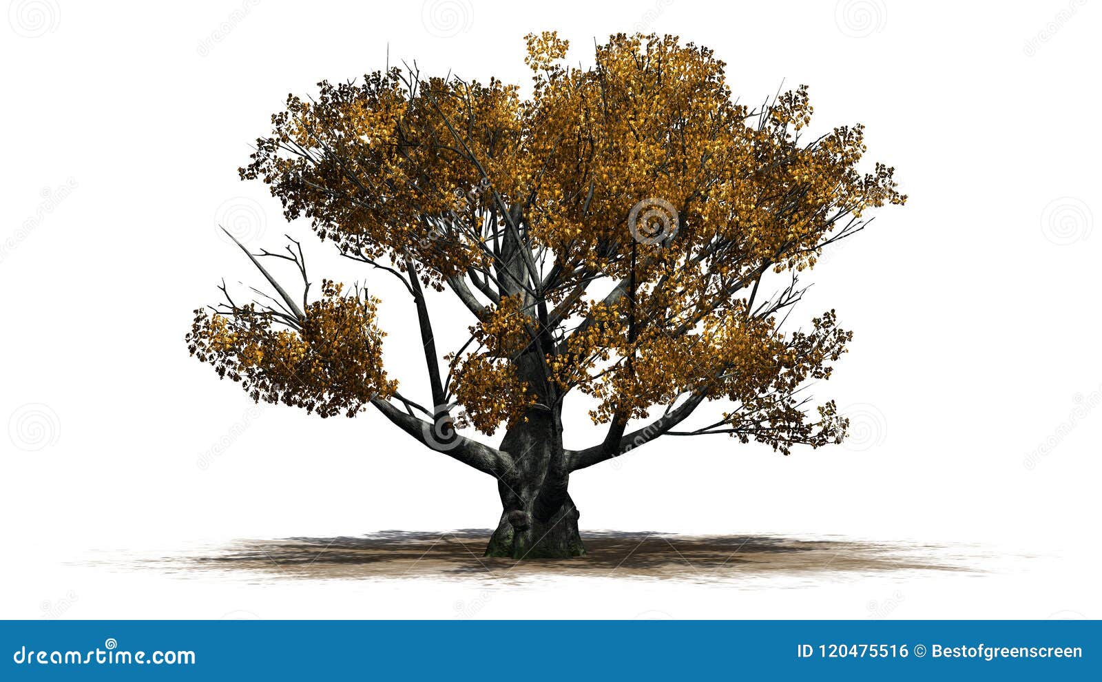 White Oak Trees in Autumn on Sand Erea Stock Photo - Image of garden ...