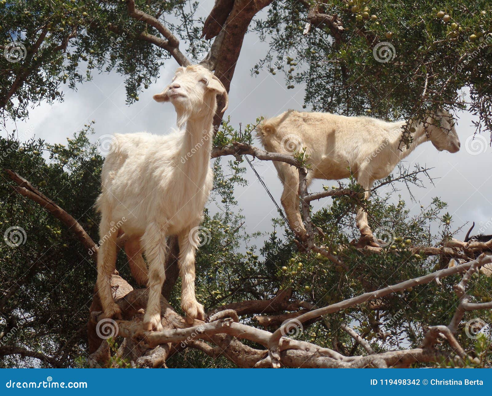 Goats Standing on the Branch of a Tree in Morocco Stock Photo - Image ...