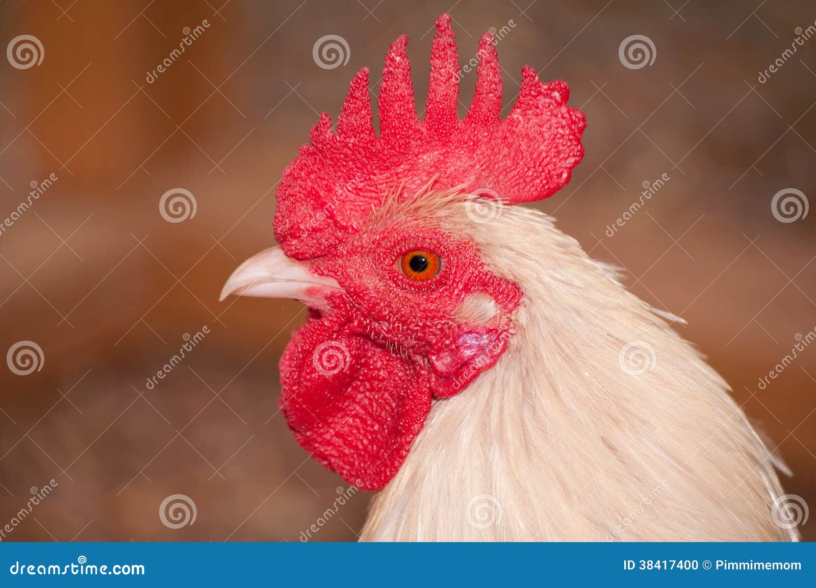 White Old English Game Bantam Rooster Stock Photo - Image of white ...
