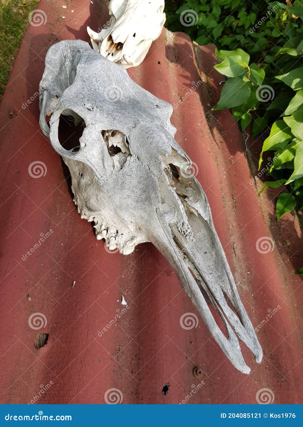 White Skull of an Unknown Animal Stock Image - Image of dangerous ...