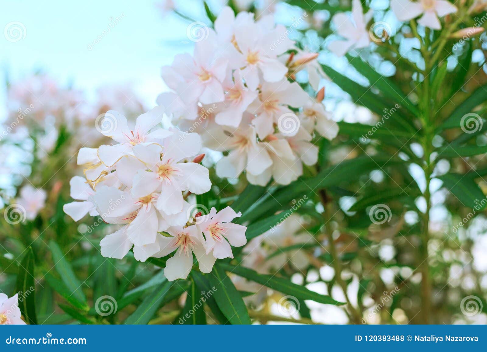 White Oleander in Bloom, Green Leaves Stock Photo - Image of garden ...