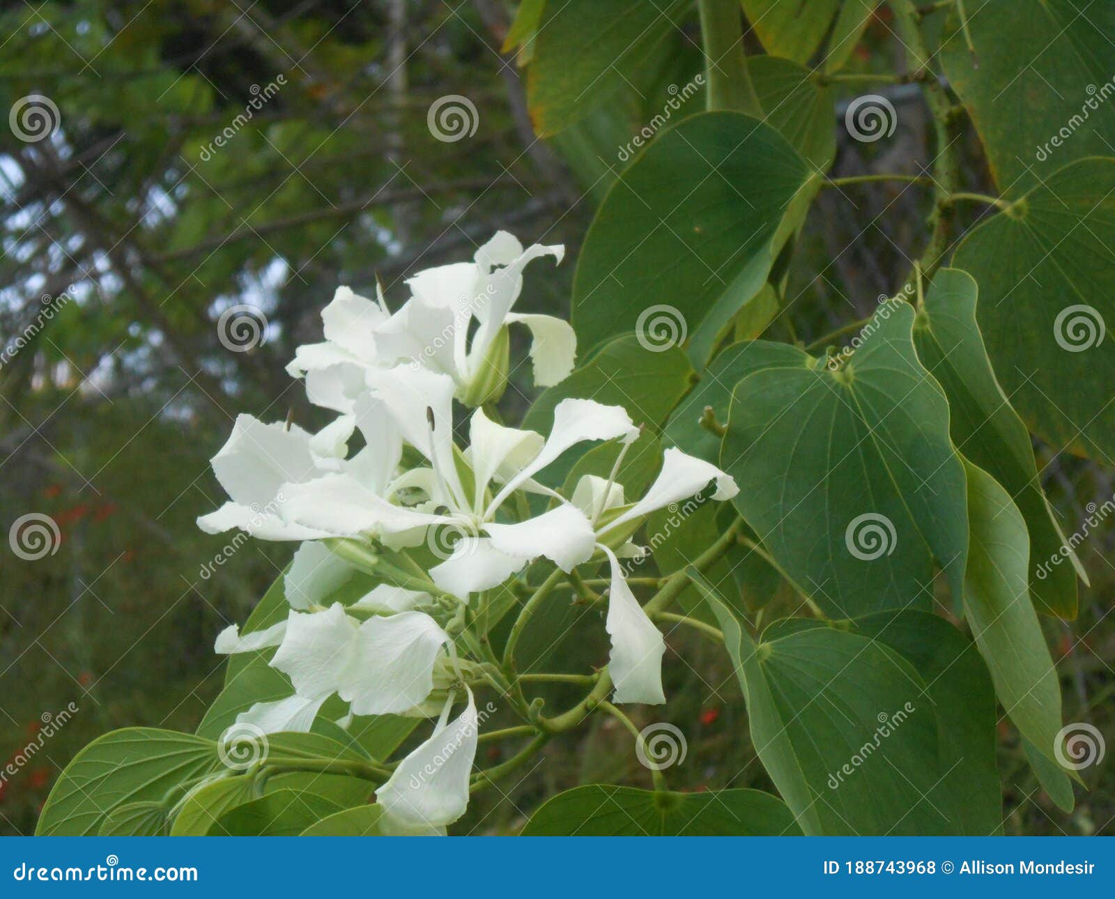 White Oleander in bloom stock photo. Image of hardwood - 188743968