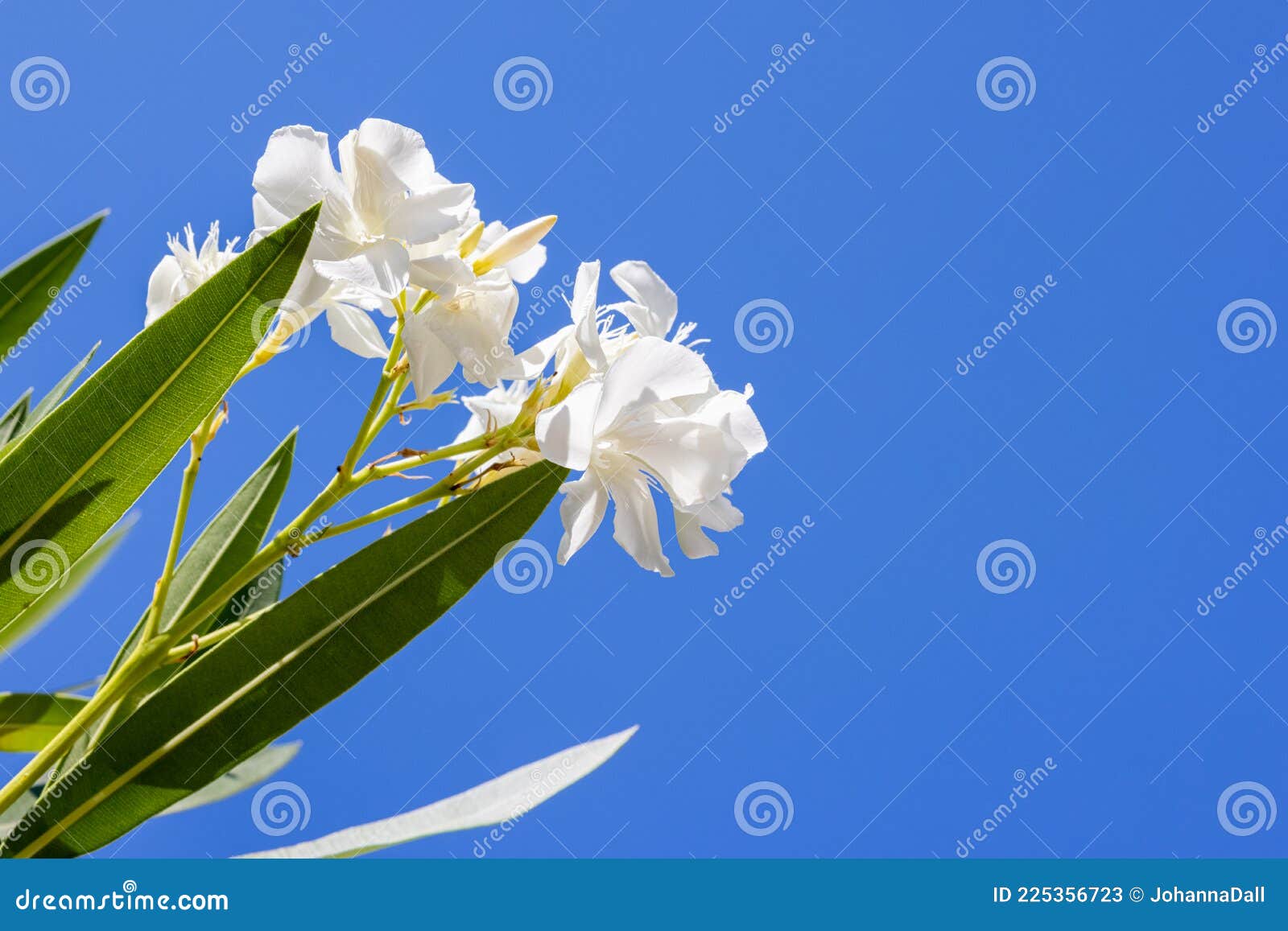 White Oleander Flowers On Blue Sky Background Stock Image - Image of ...