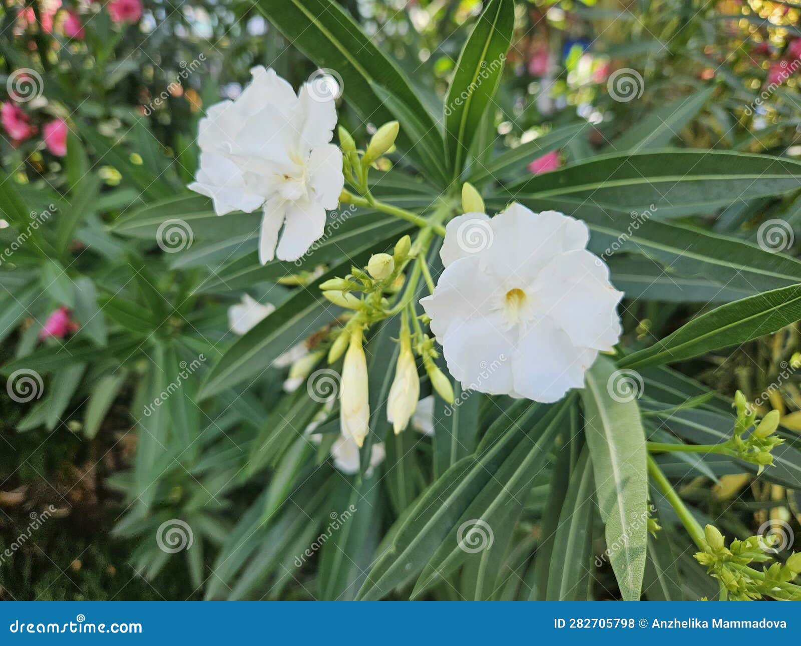 White Oleander Flowers and Leaves in Garden Stock Photo - Image of ...