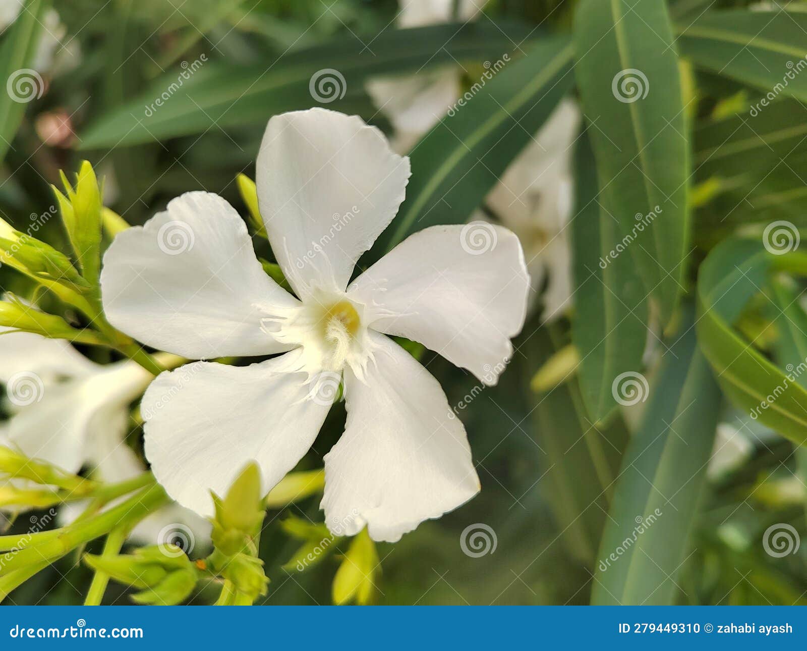 White Oleander Flowers Nature Background Stock Photo - Image of produce ...