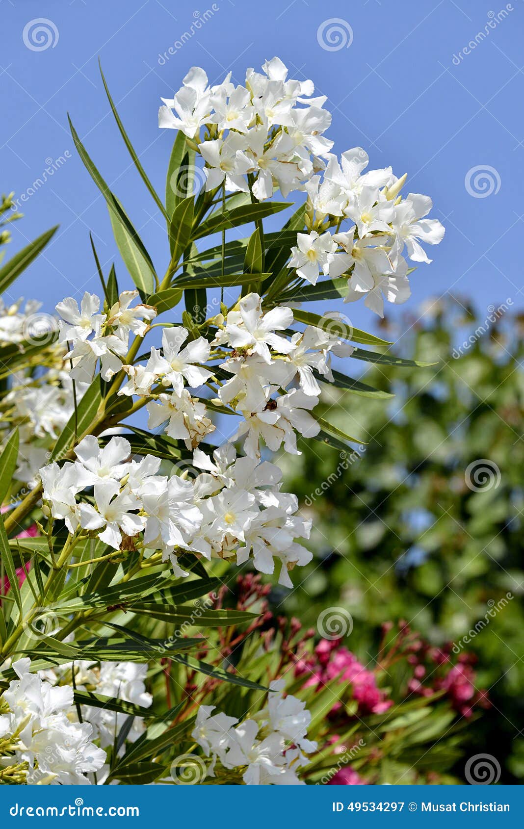 White Oleander Or Nerium Oleander In Bloom Royalty-Free Stock Image ...