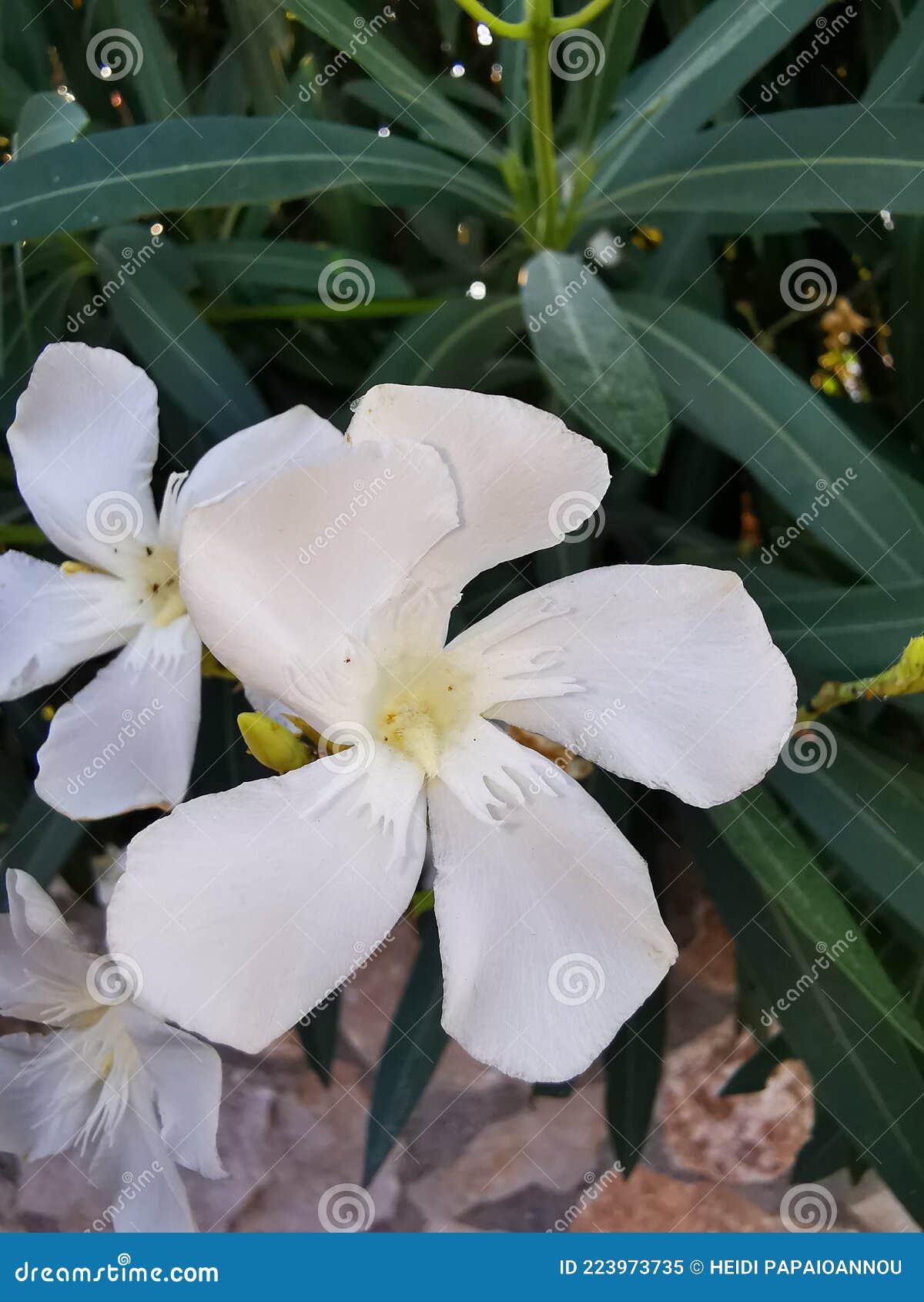 White Oleander, Mediterranean Plant Stock Image - Image of yellow ...
